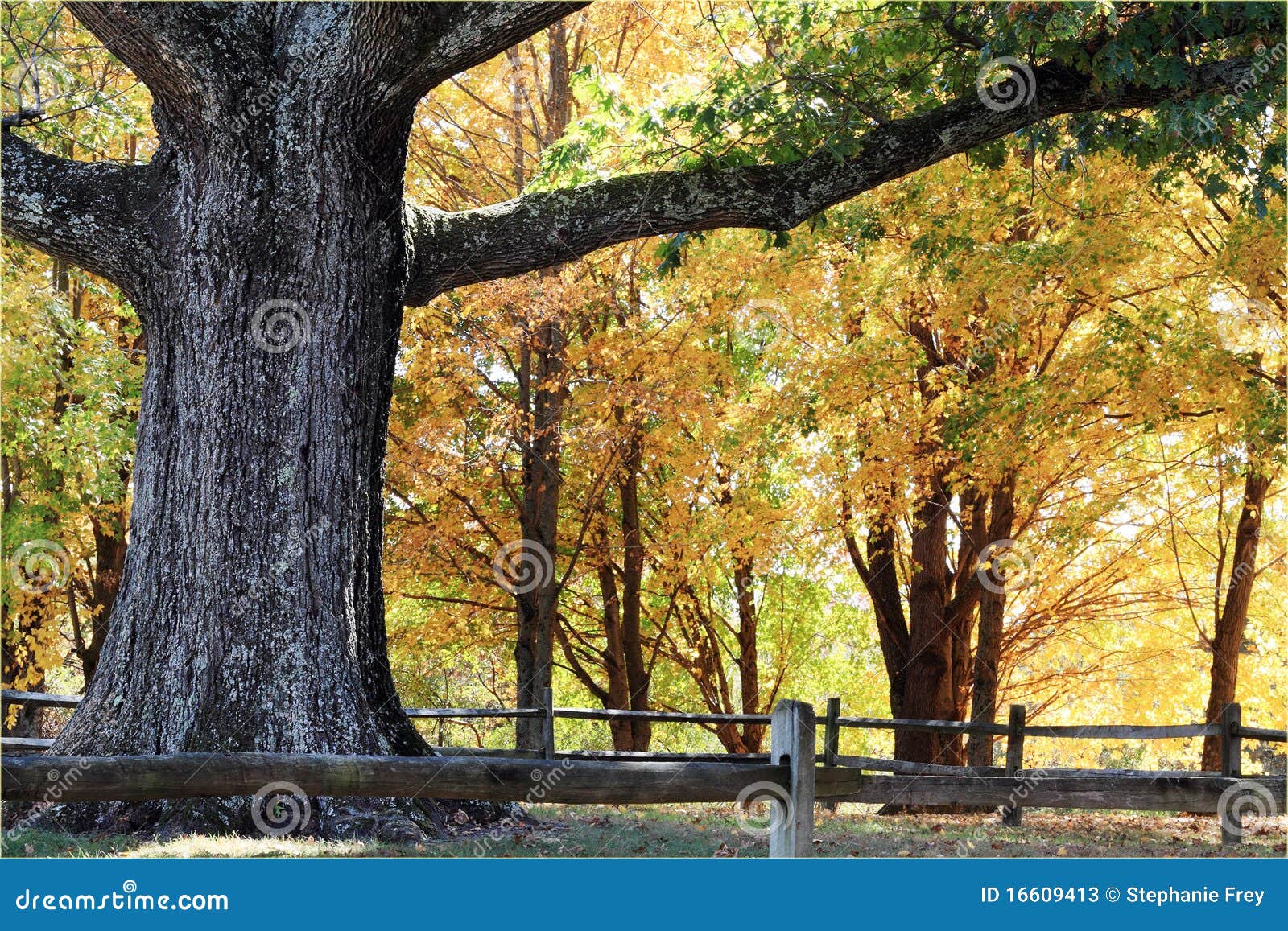 Large Oak Tree stock image. Image of remote, autumn, limbs - 16609413