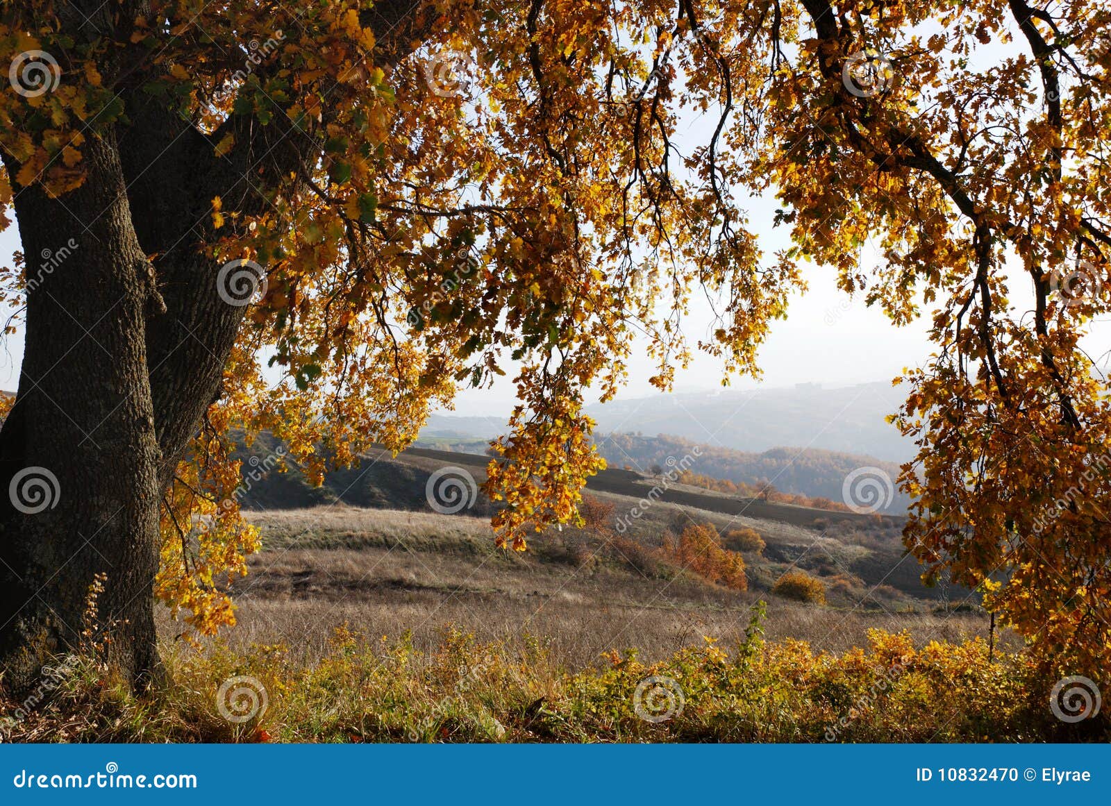 Large oak tree in autumn stock photo. Image of moving - 10832470