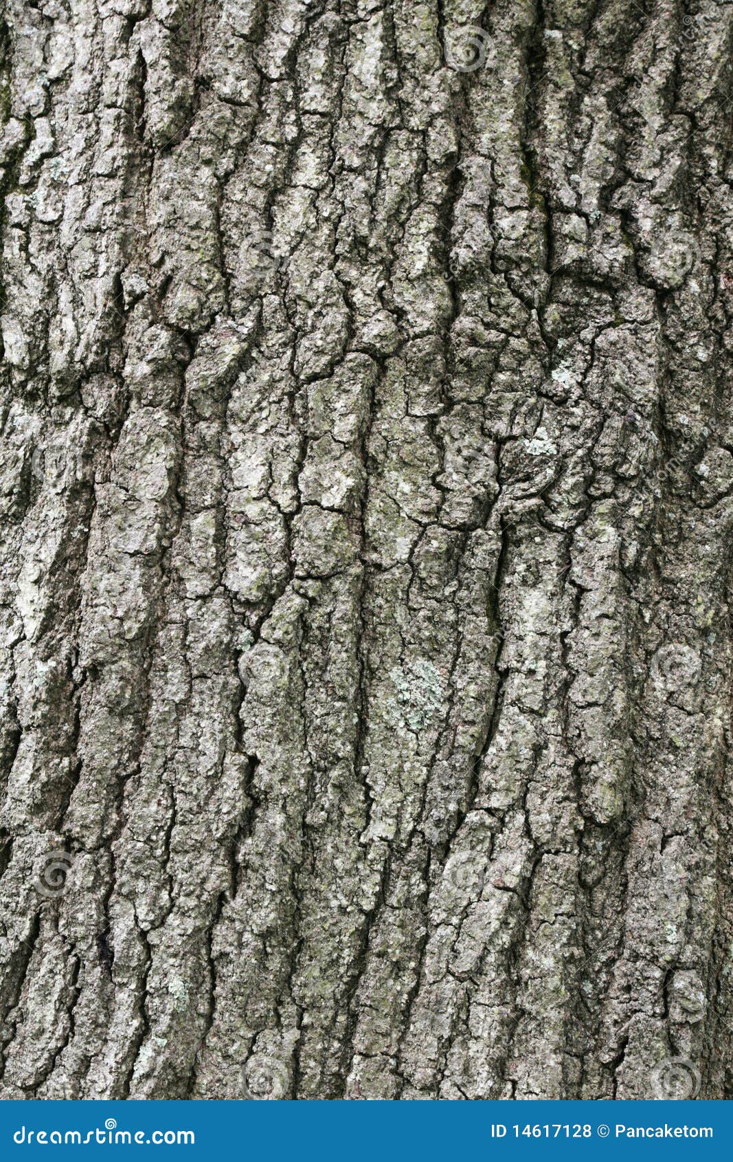 Large oak tree bark stock photo. Image of textured, lichen - 14617128