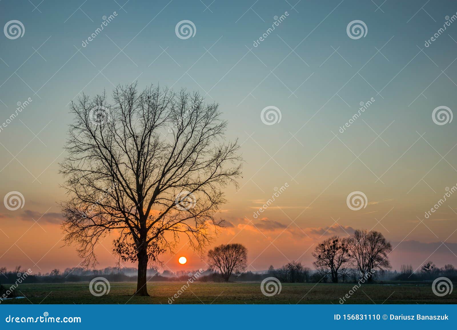 Large Oak Tree and Beautiful Sunset Stock Photo - Image of beauty ...