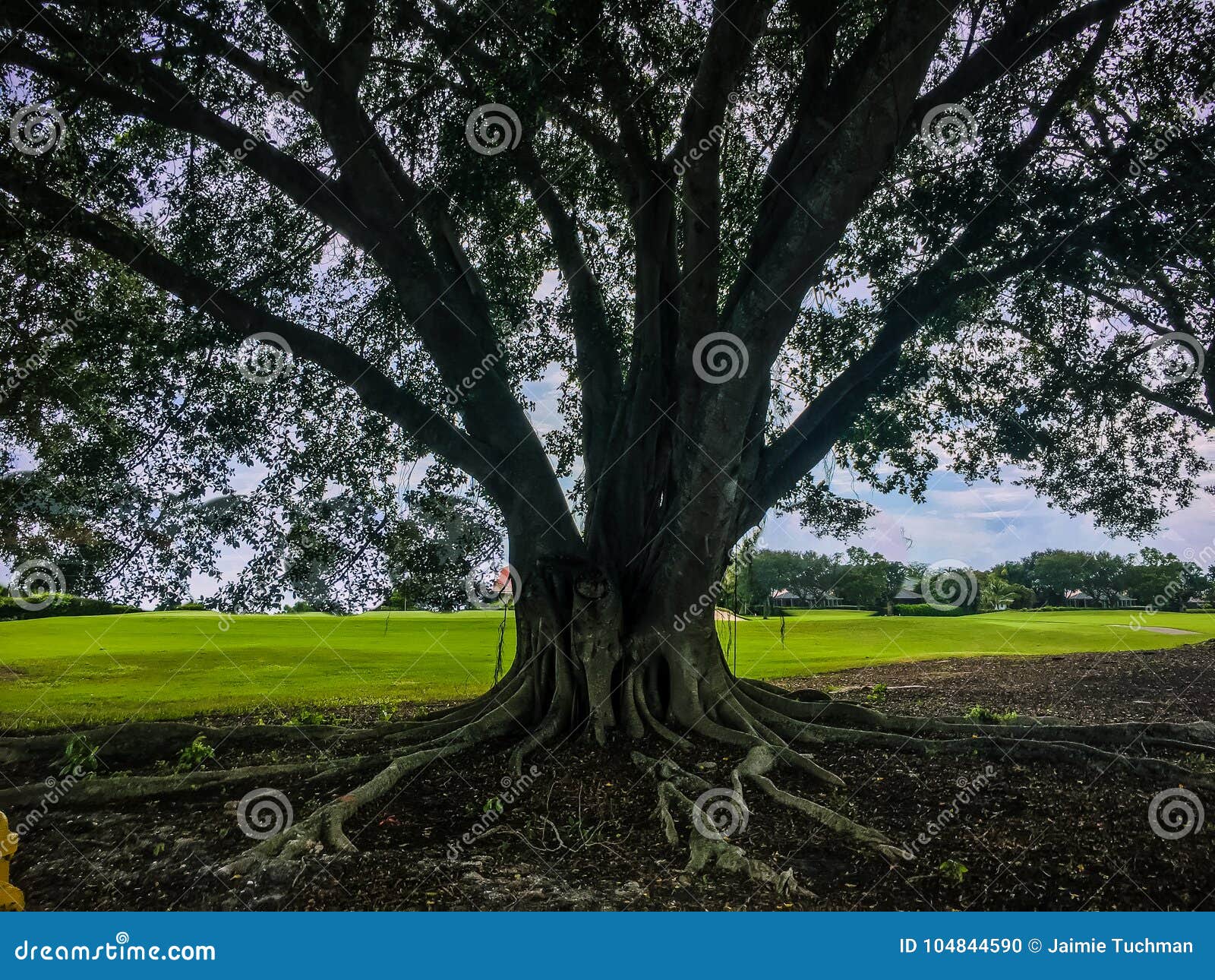 Large Oak Tree on the Golf Course Stock Photo - Image of building ...