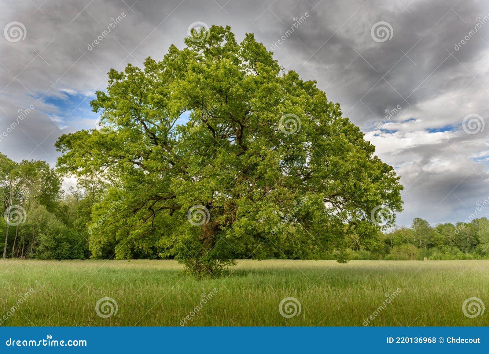 Large Oak Tree in a Clearing in Spring Stock Photo - Image of landscape ...