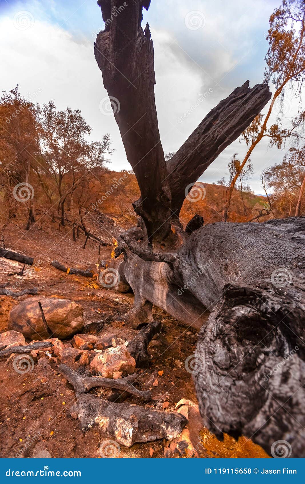 Large Oak Tree Destroyed by Fire Stock Photo - Image of accident, risk ...