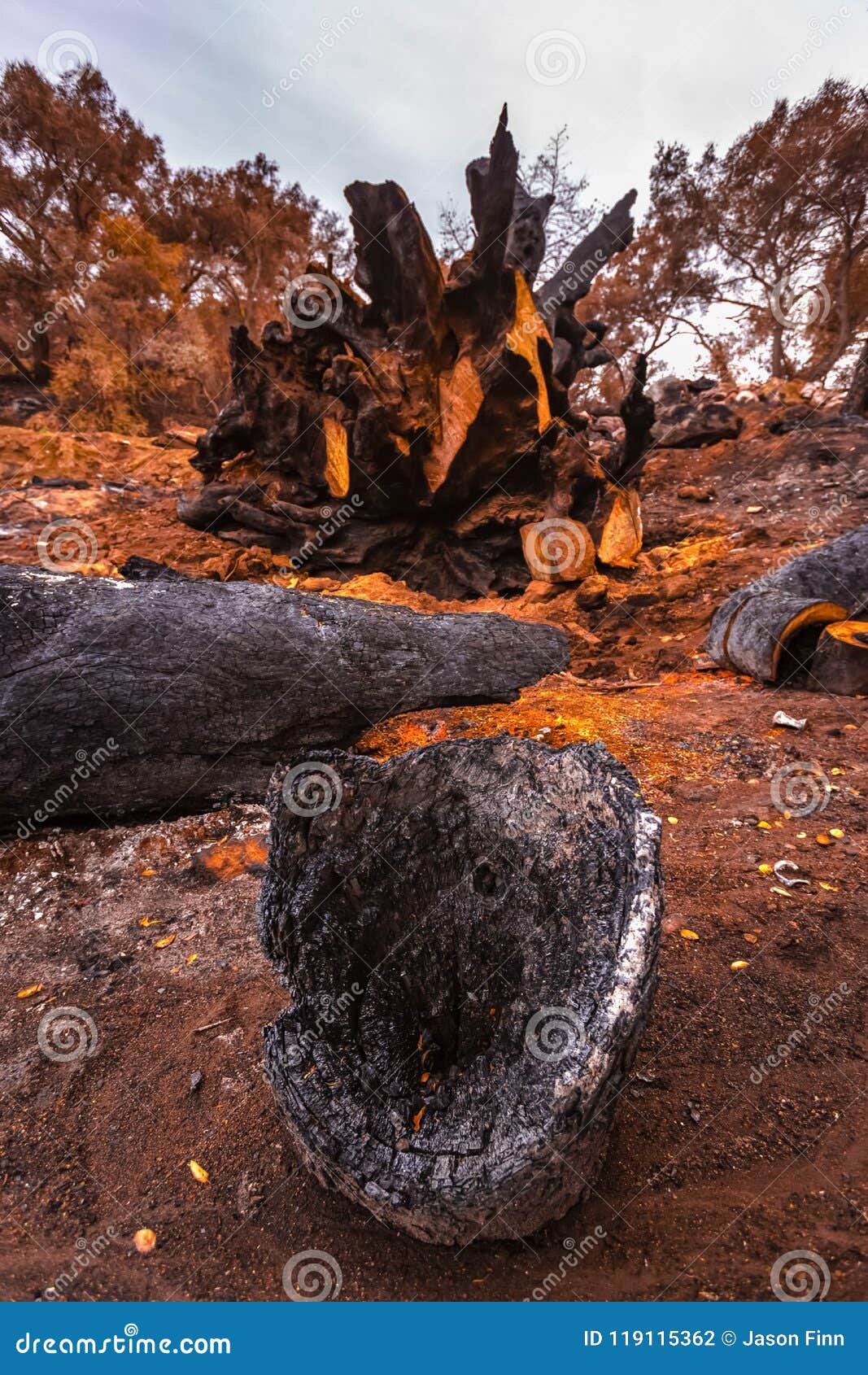 Large Oak Tree Cut after Fire Stock Photo - Image of orange, disaster ...