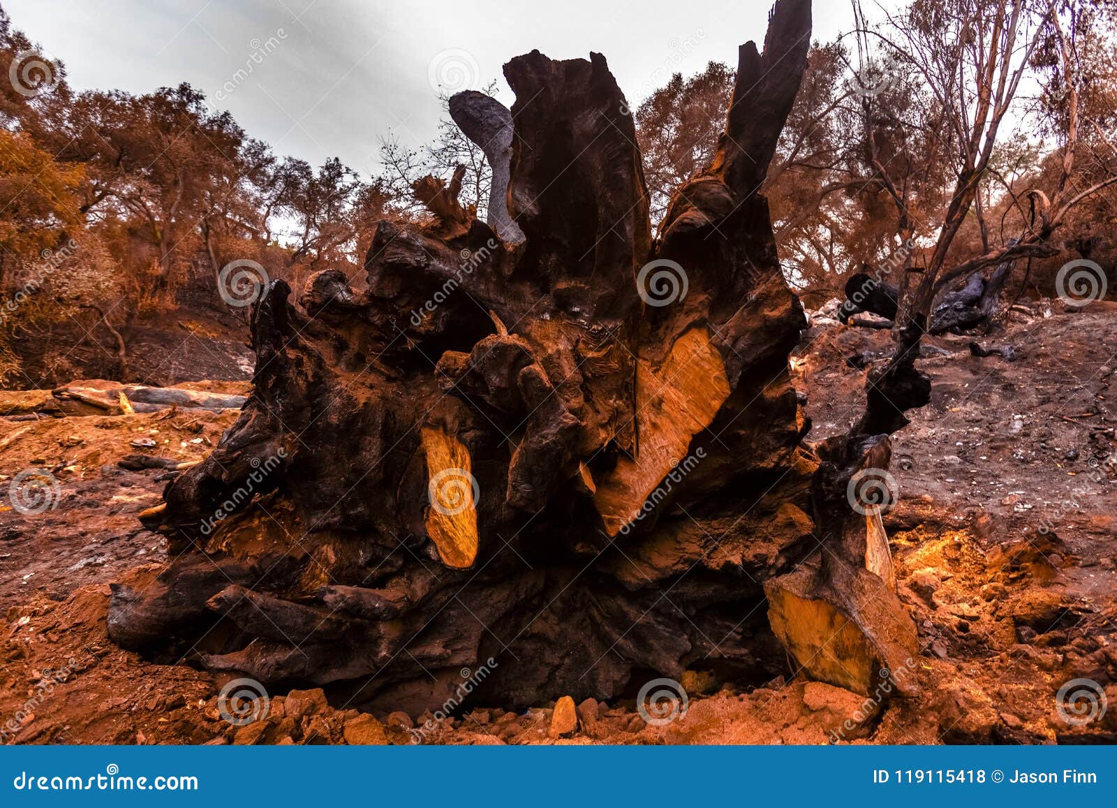 Large Oak Tree Destroyed by Fire Cut Roots Stock Photo - Image of ...