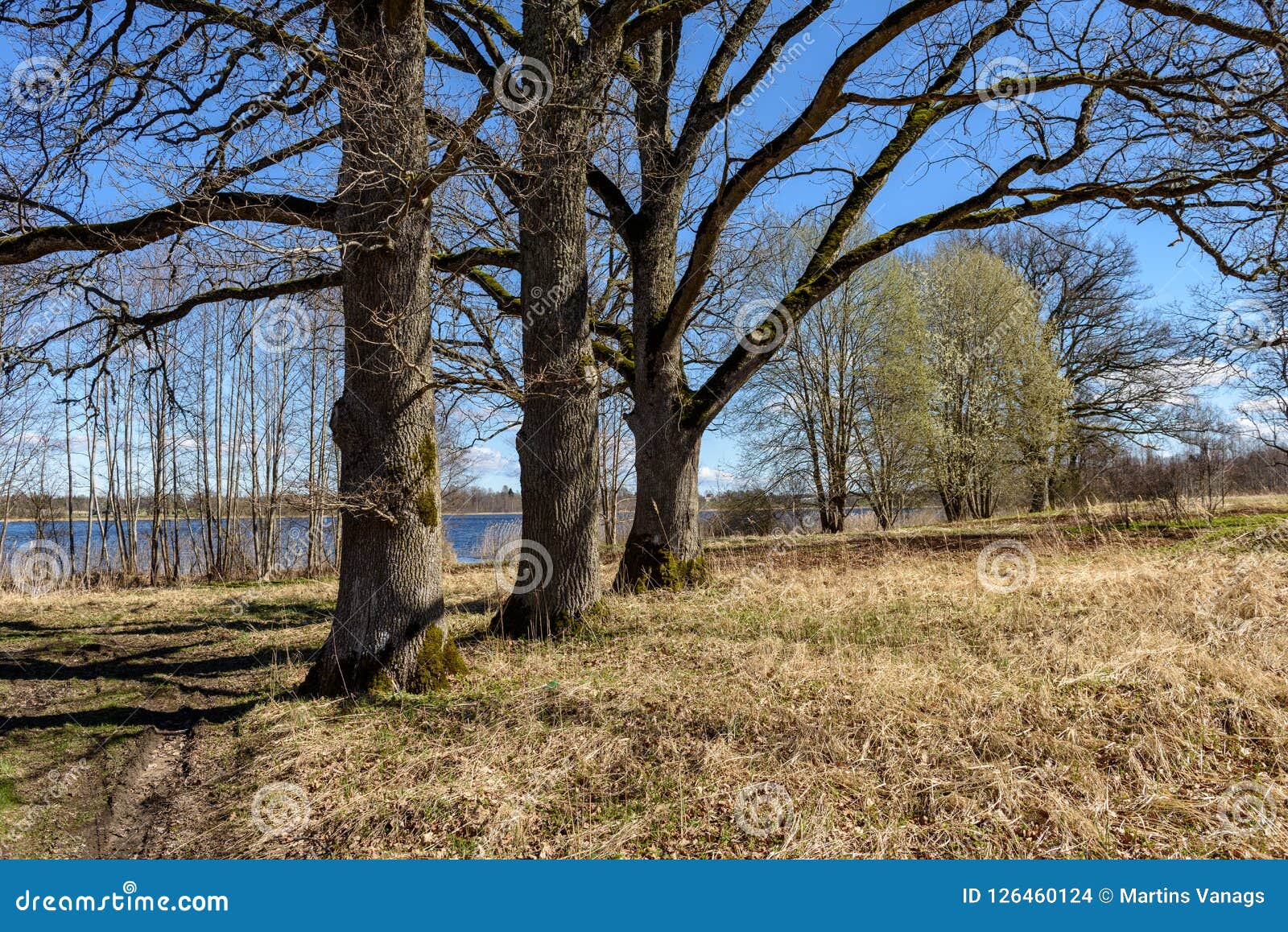 Large Oak Tree in Early Spring with Blue Sky Stock Photo - Image of ...