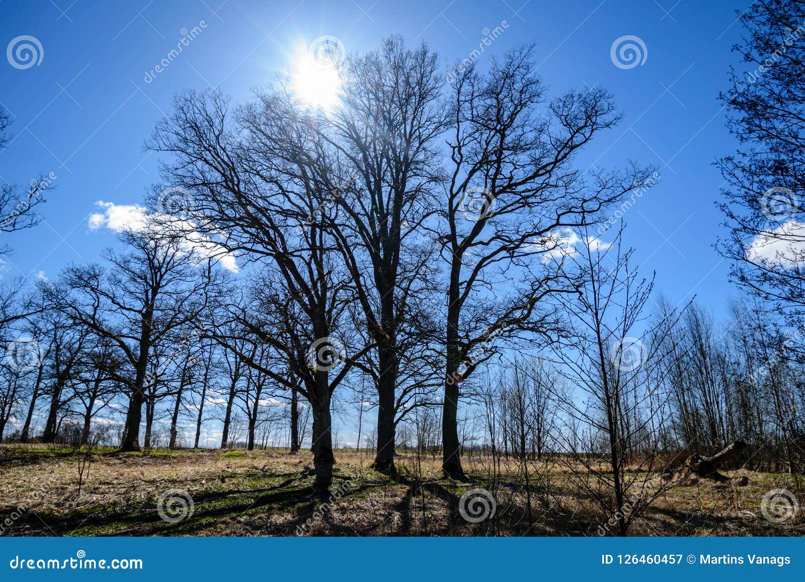 Large Oak Tree in Early Spring with Blue Sky Stock Image - Image of ...
