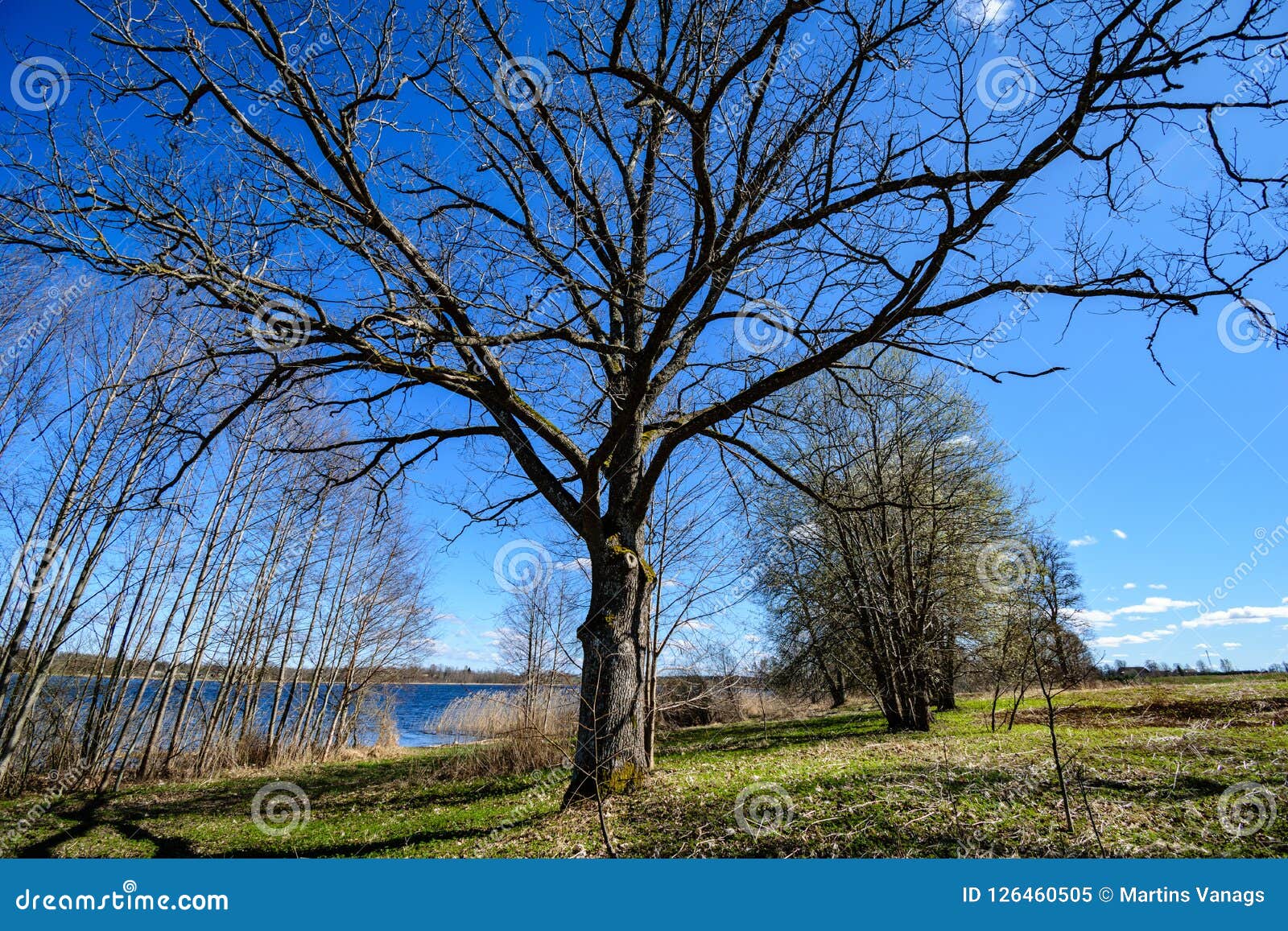 Large Oak Tree in Early Spring with Blue Sky Stock Image - Image of ...