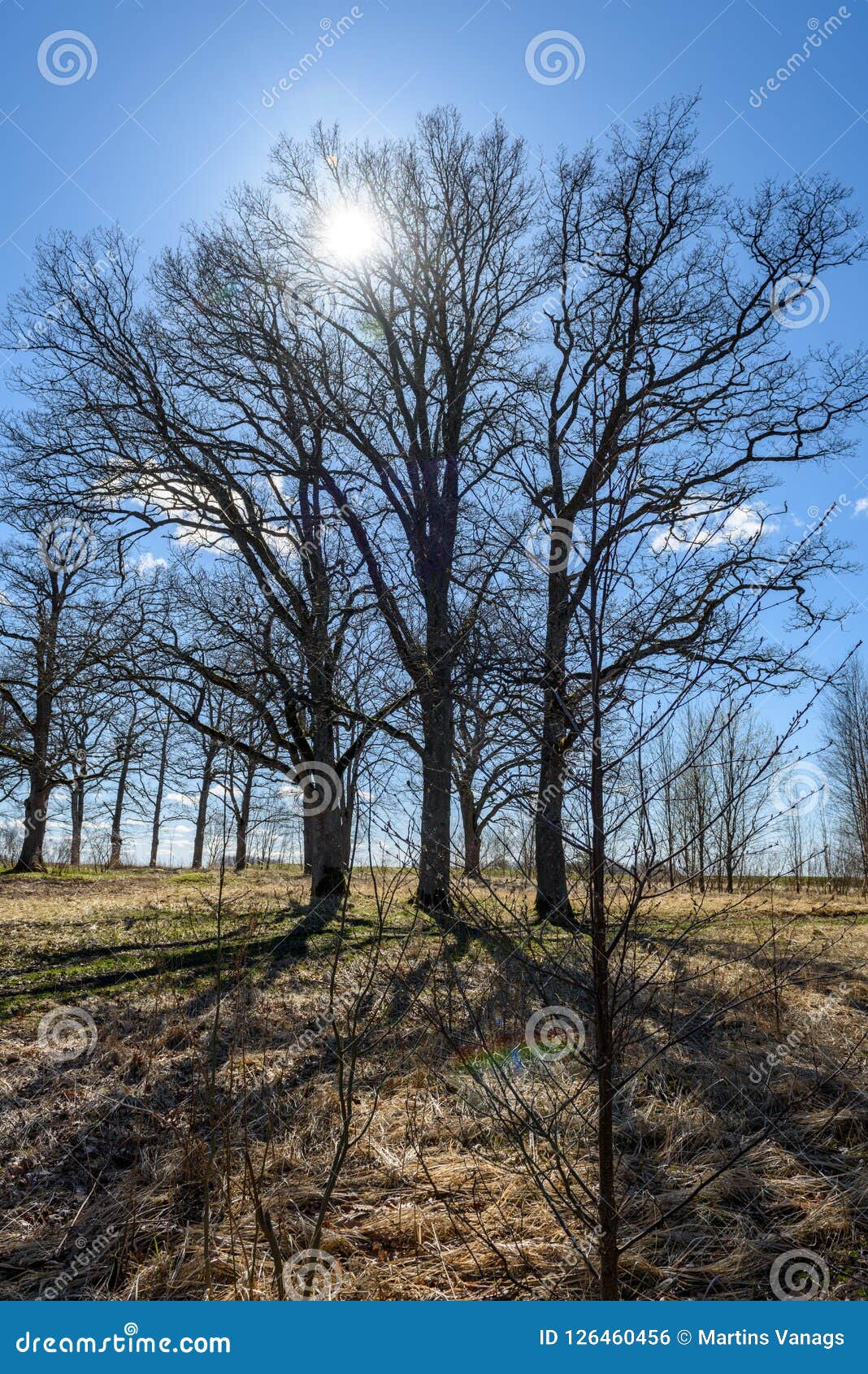 Large Oak Tree in Early Spring with Blue Sky Stock Photo - Image of ...