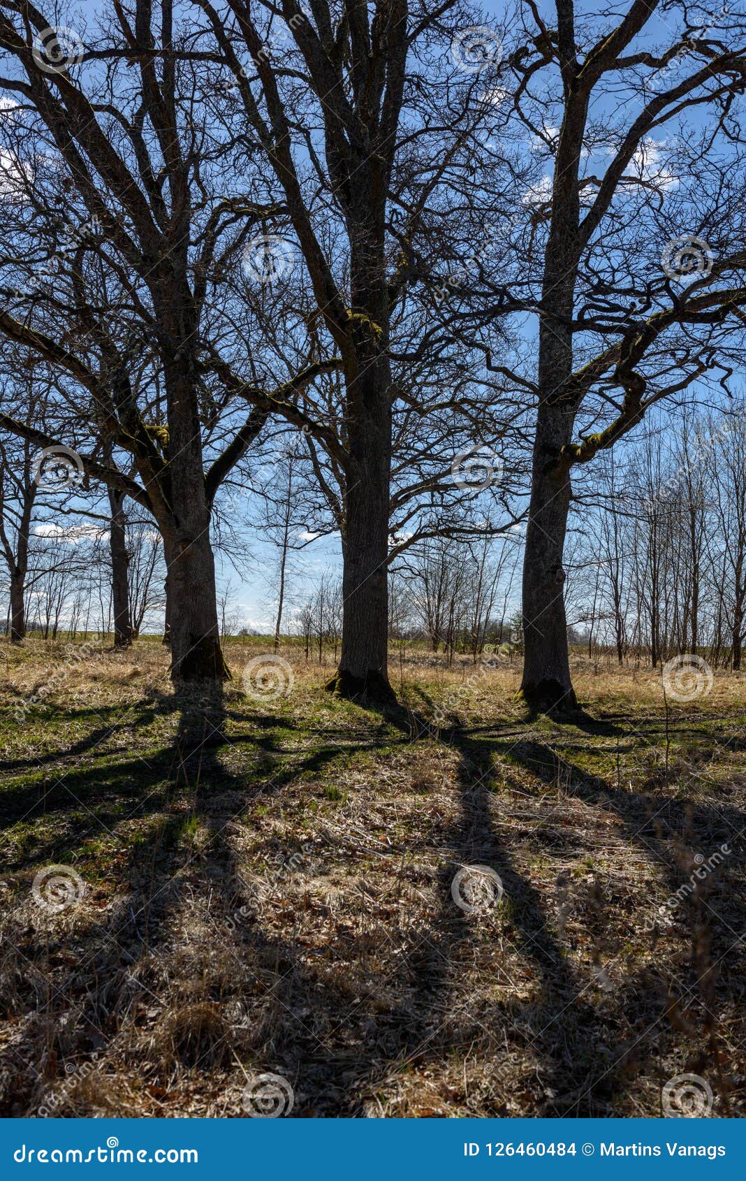 Large Oak Tree in Early Spring with Blue Sky Stock Photo - Image of ...