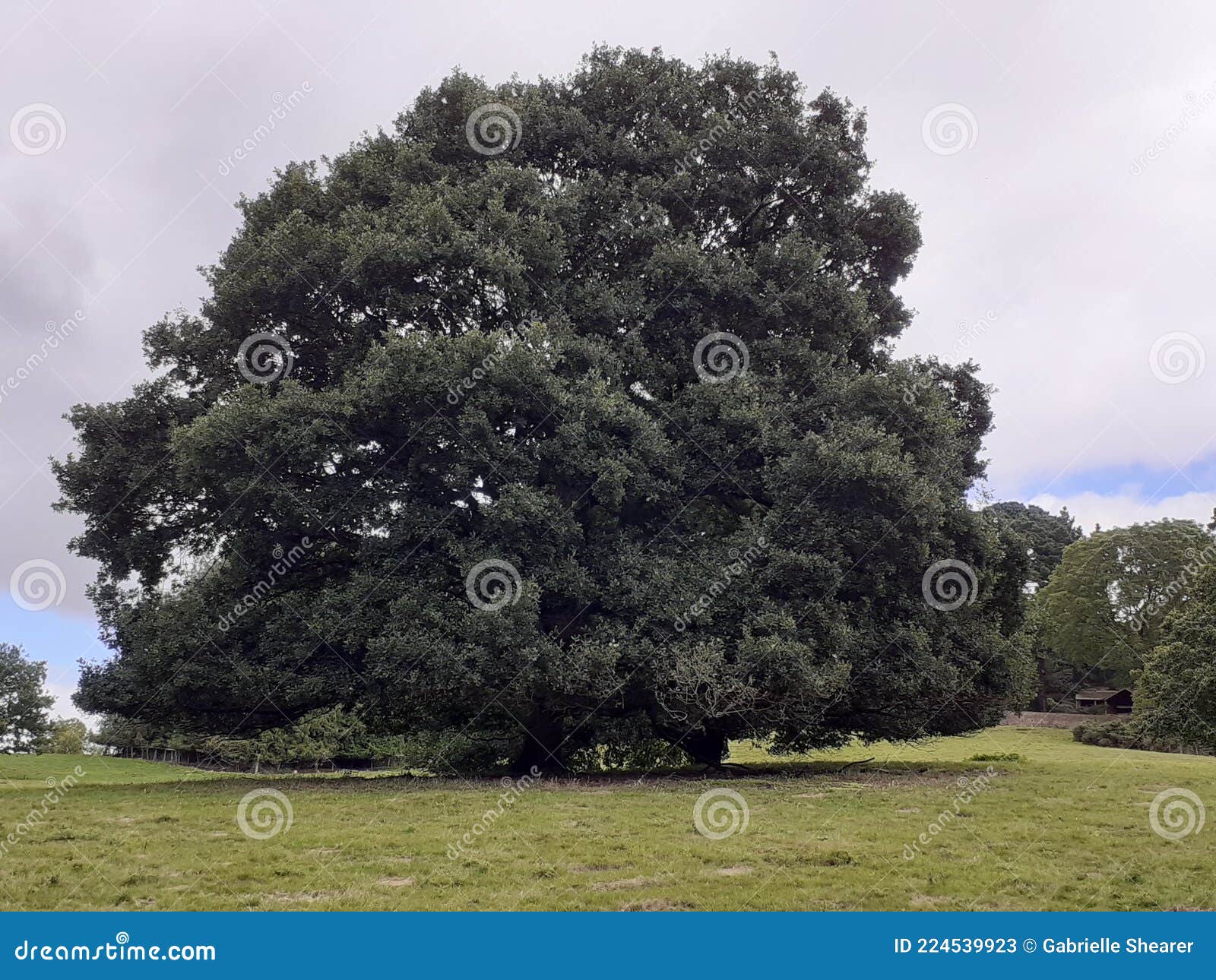 Large oak tree in field stock image. Image of large - 224539923
