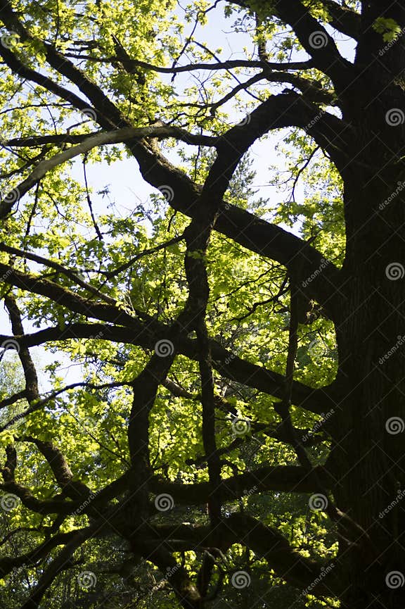 A Large Oak Tree in the Forest. a Tree with Large Branches Stock Image ...