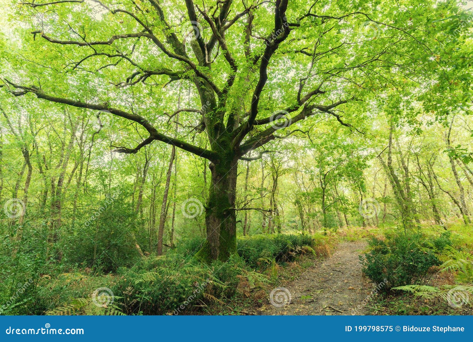 Large Oak Tree in the Forest Stock Image - Image of pathway, dense ...