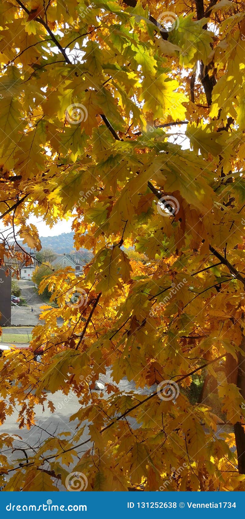 Large Oak Tree in Full Color Stock Photo - Image of tree, full: 131252638