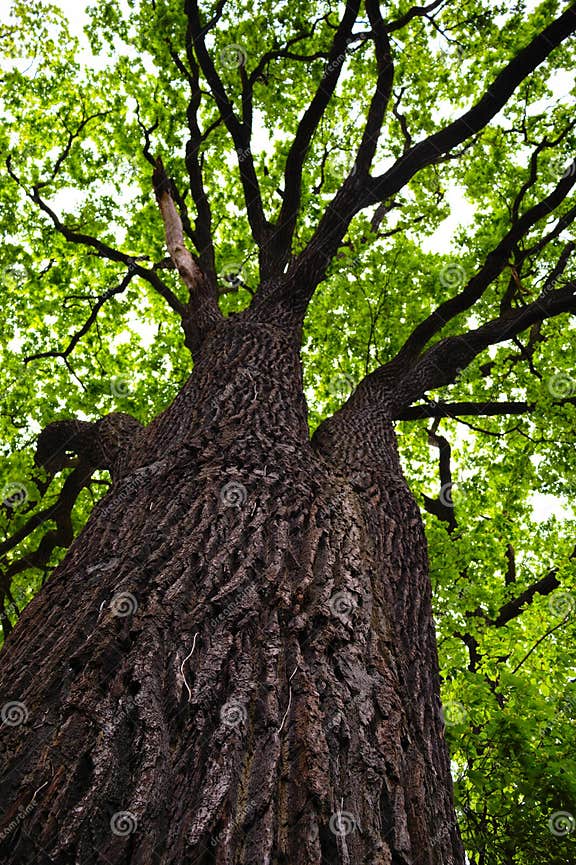 Oak tree canopy in spring stock image. Image of sunlight - 322138773