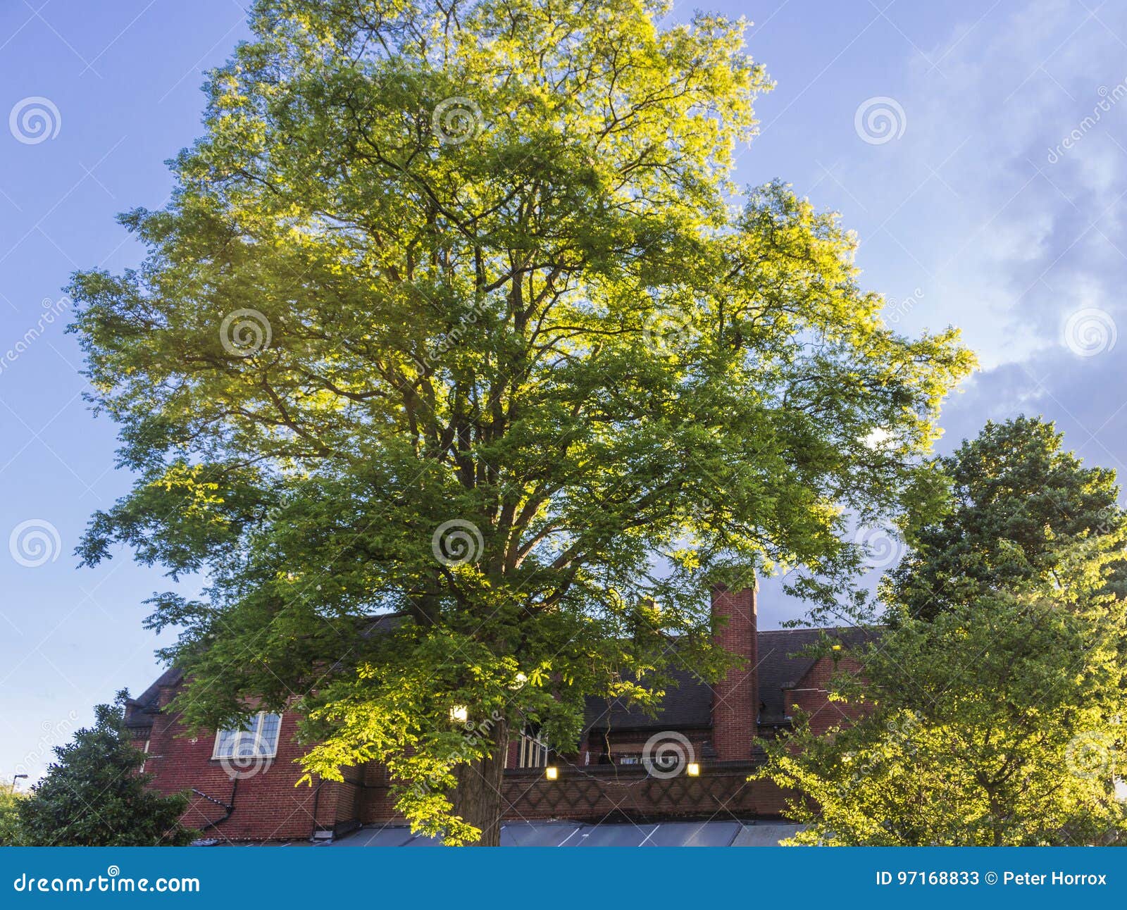 Large oak tree stock image. Image of garden, tree, outdoor - 97168833