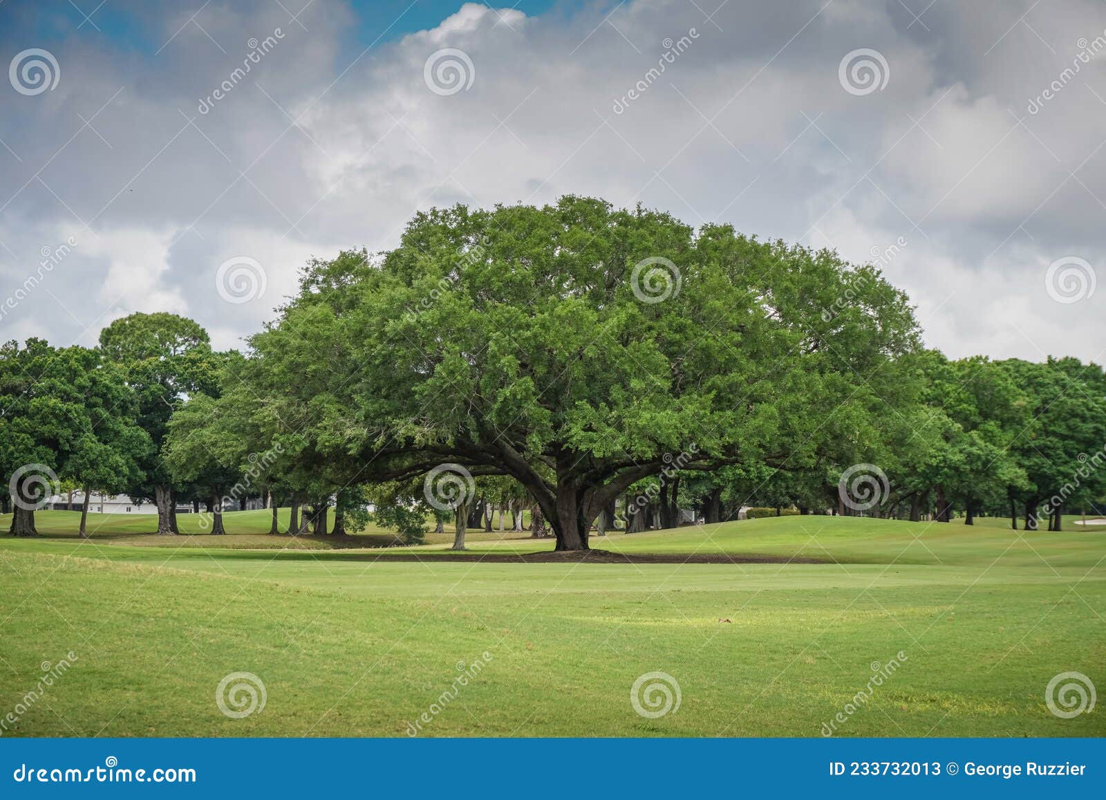 Large Oak Tree on Golf Course Stock Image - Image of tree, horizon ...