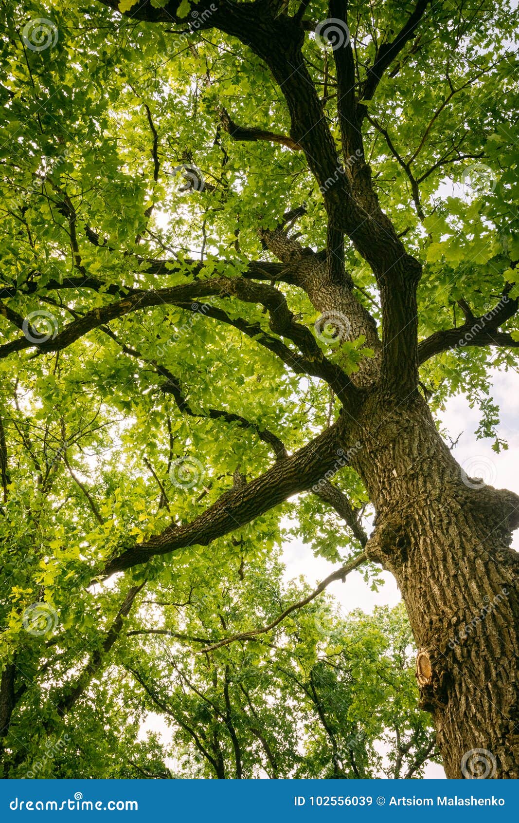 Oak Tree with Green Leaves. Summer Stock Image - Image of foliage ...
