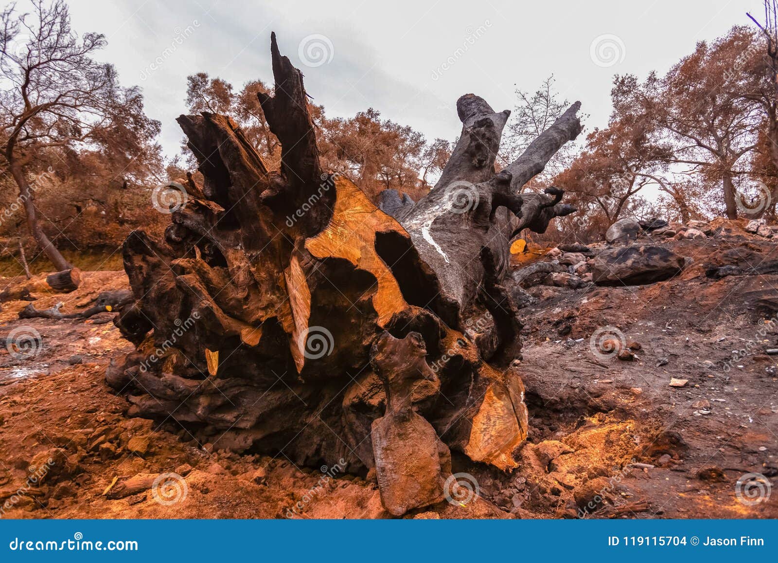 Large oak tree hit by fire stock photo. Image of environmental - 119115704