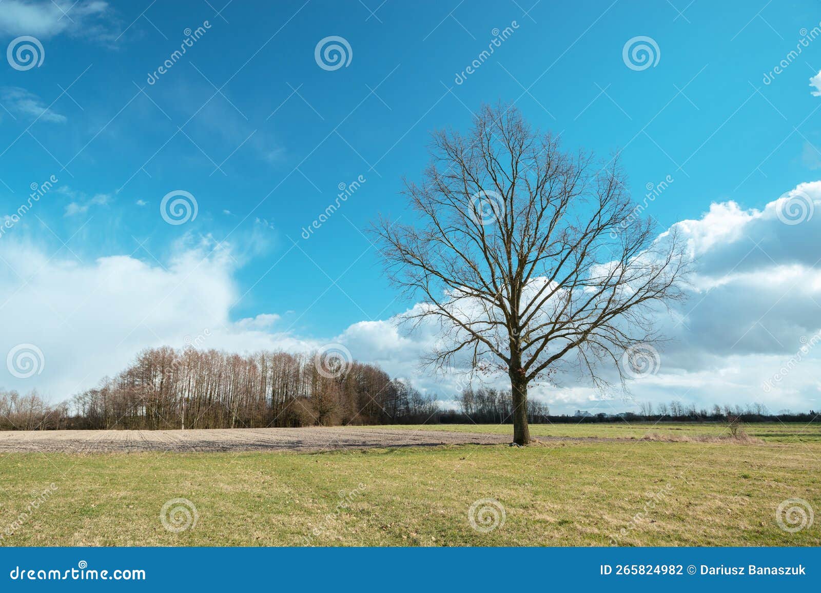 Large Oak Tree without Leaves in the Meadow Stock Photo - Image of ...