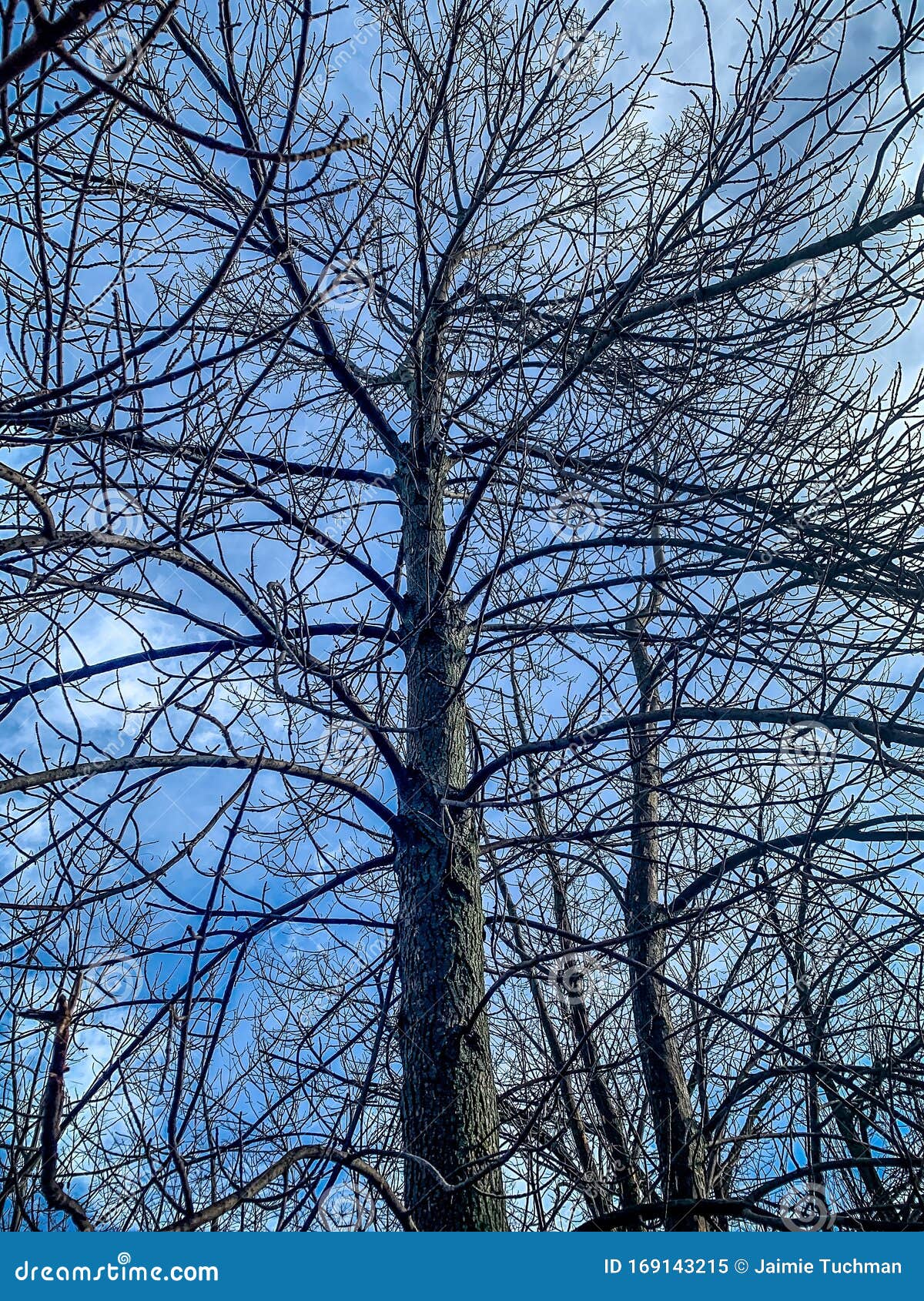 Large Oak Tree in Wisconsin during Winter with Branches on the Ground ...
