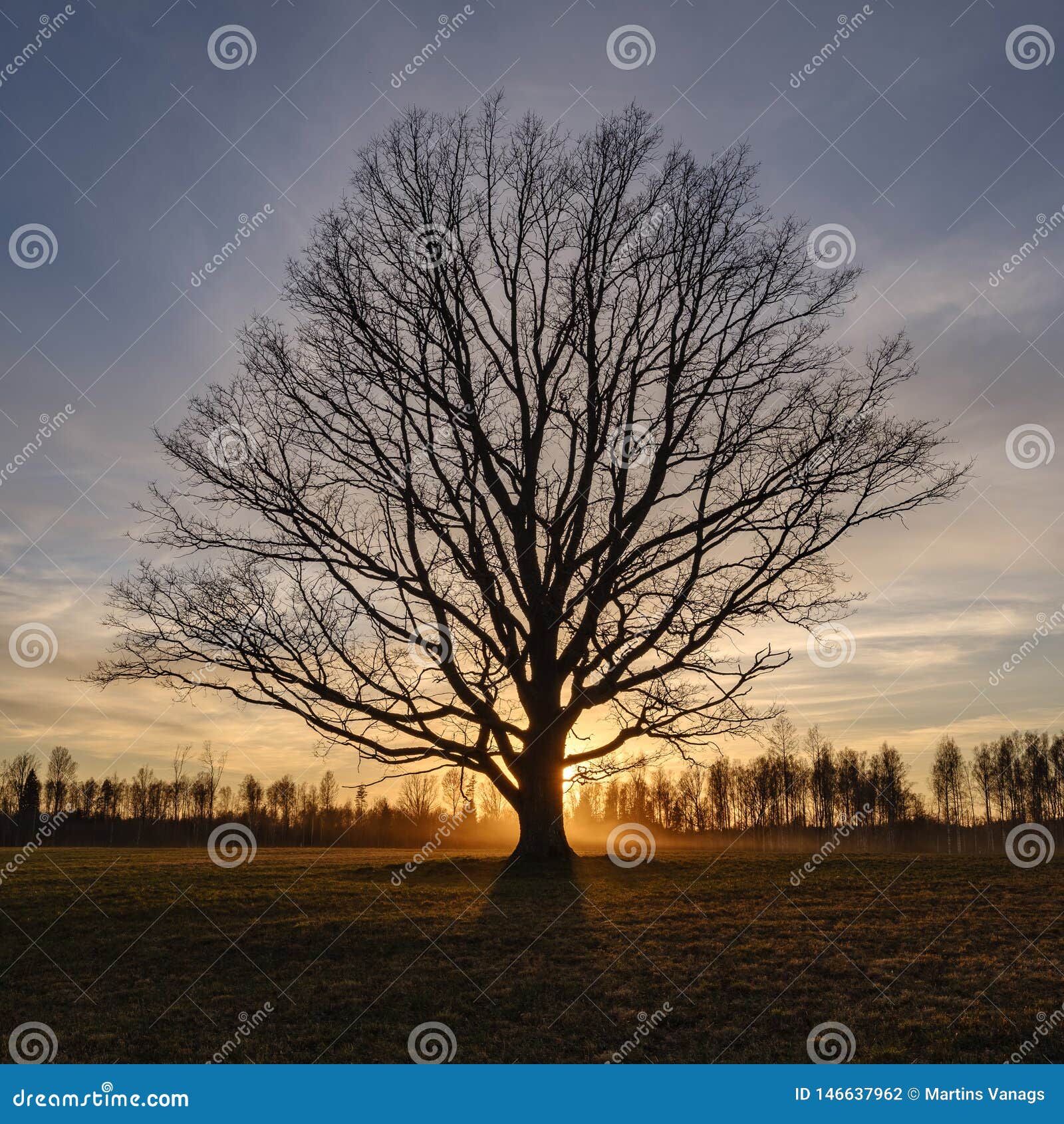 Large Oak Tree in Open Field in Sunset with Sun Behind it Stock Photo ...