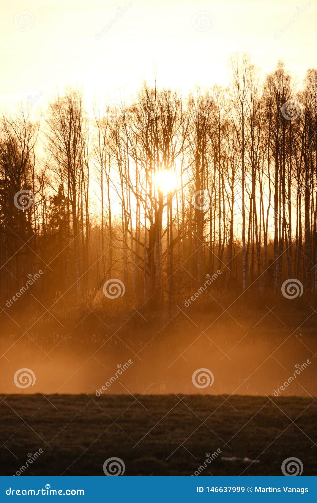 Large Oak Tree in Open Field in Sunset with Sun Behind it Stock Image ...