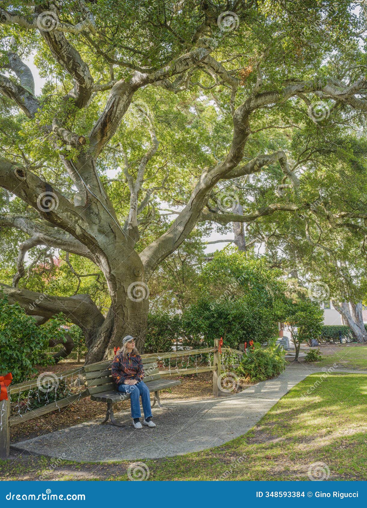 Large Oak Tree in a Park Carmel by the Sea Stock Photo - Image of ...