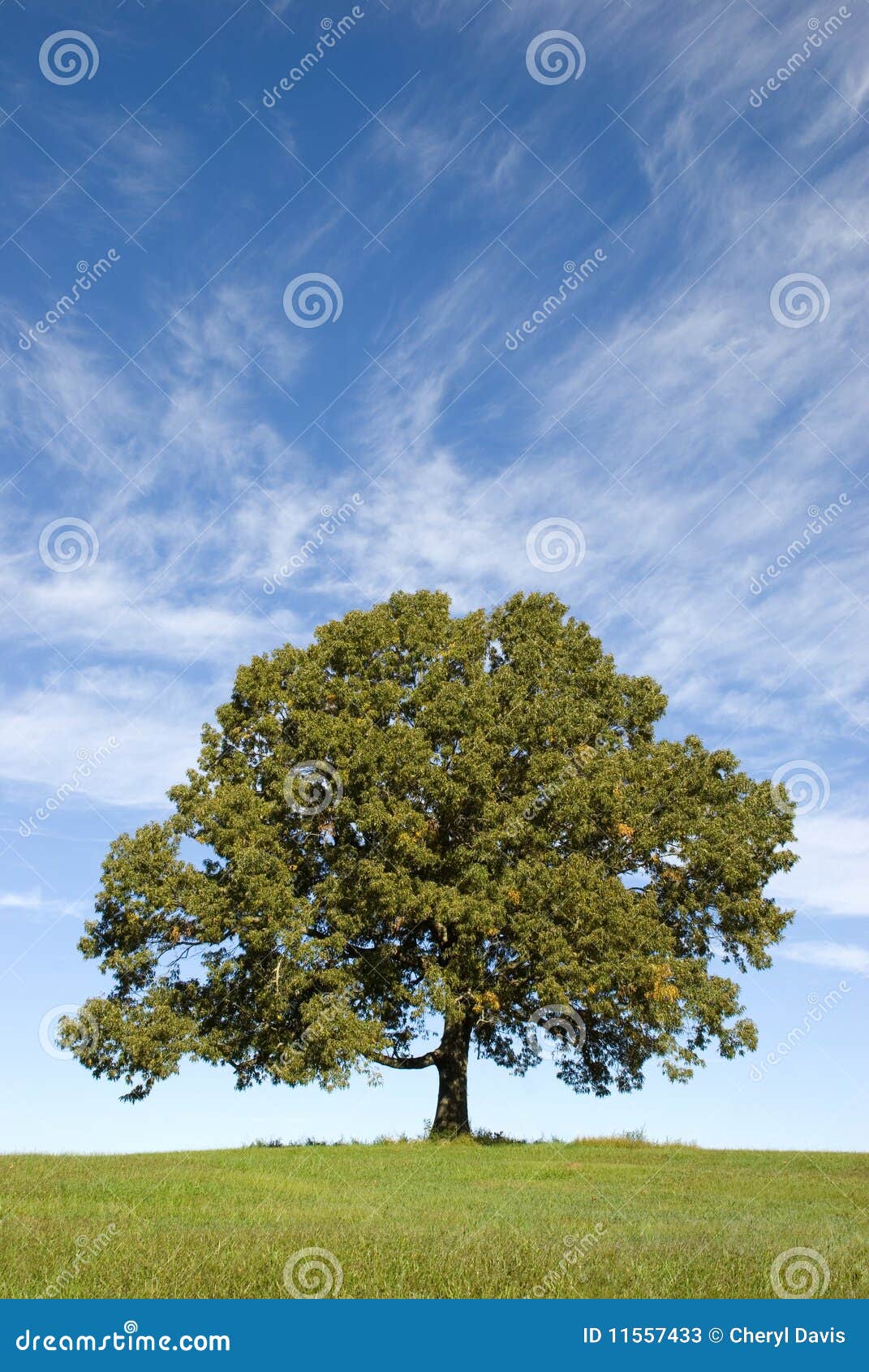 Large Oak Tree with Pretty Blue Sky Stock Image - Image of individual ...