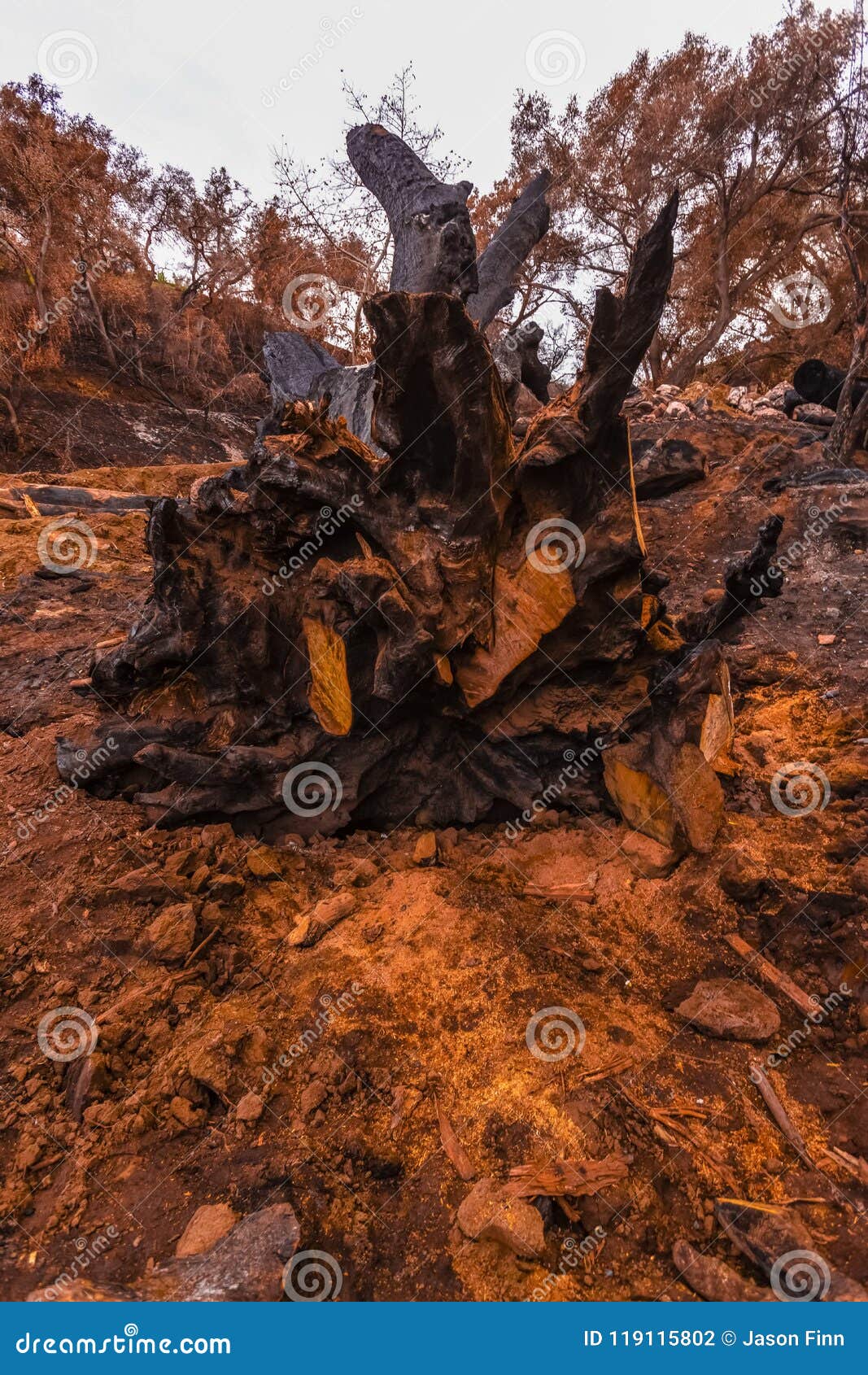 Large Oak Tree Roots Destroyed by Fire Stock Photo - Image of burn ...