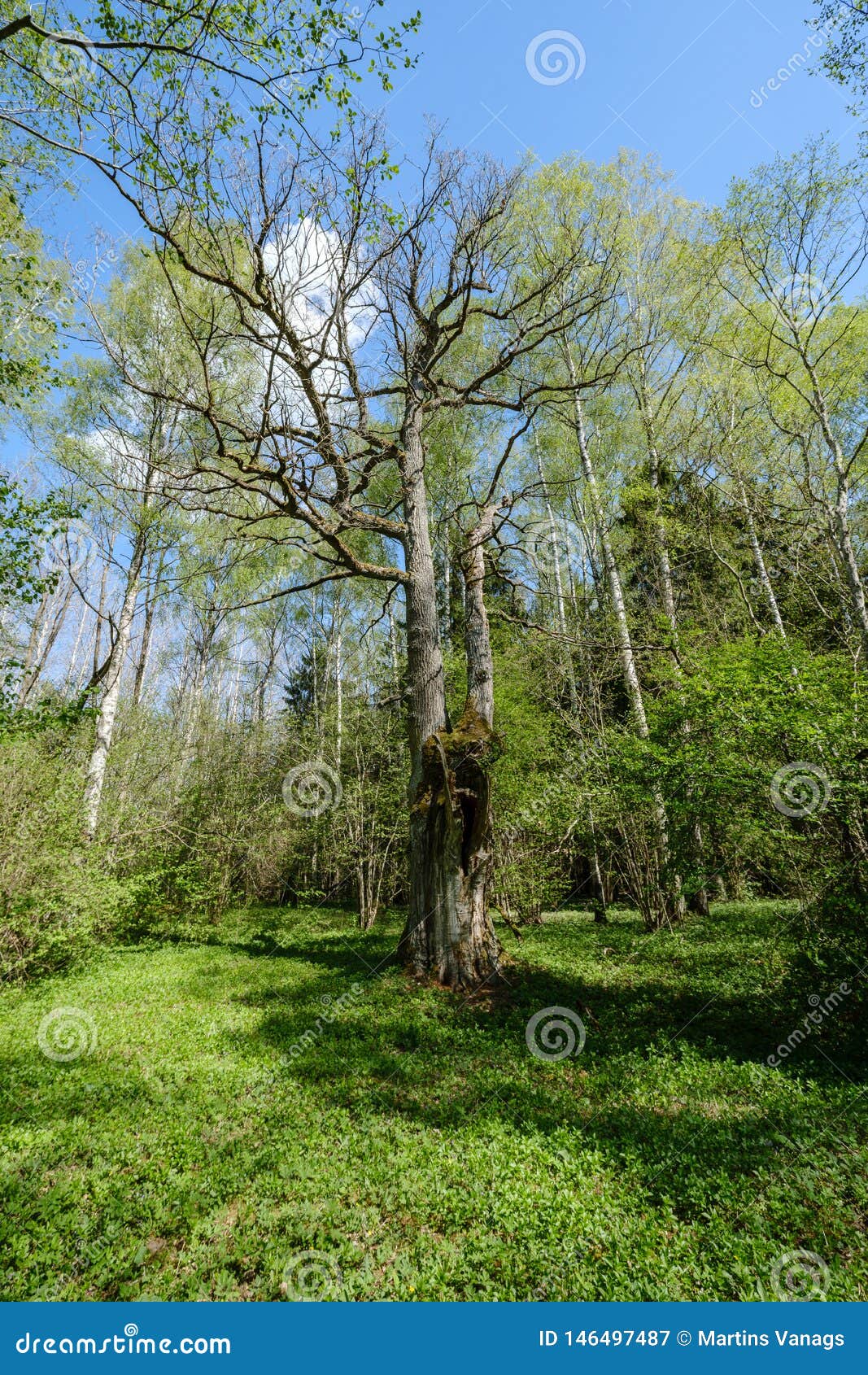 Large Oak Tree in Spring Green Forest Stock Image - Image of tree ...