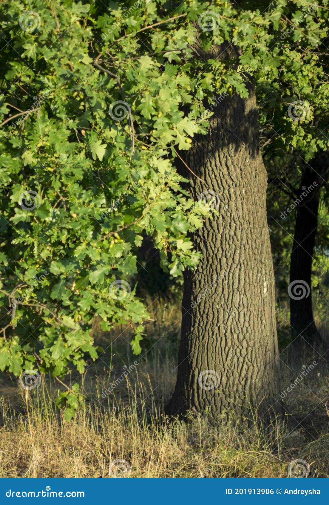 A Large Oak Tree in a Spring Meadow. Stock Photo - Image of scene ...