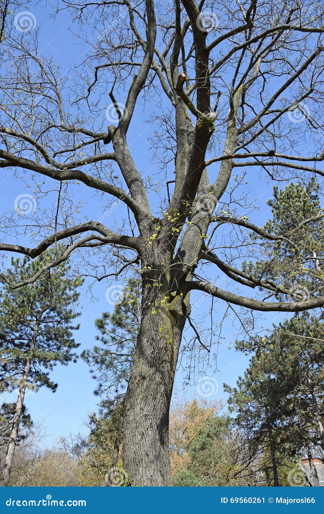 Large Oak Tree in Spring Time Stock Image - Image of green, plant: 69560261