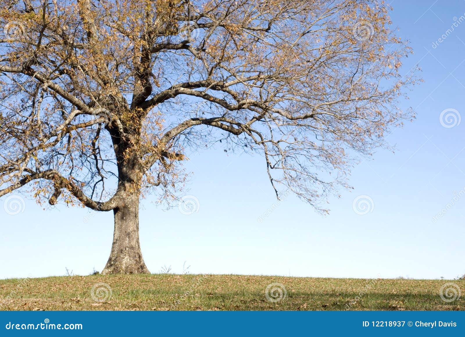 Large Oak Tree on Sunny Day Stock Image - Image of blue, horizontal ...