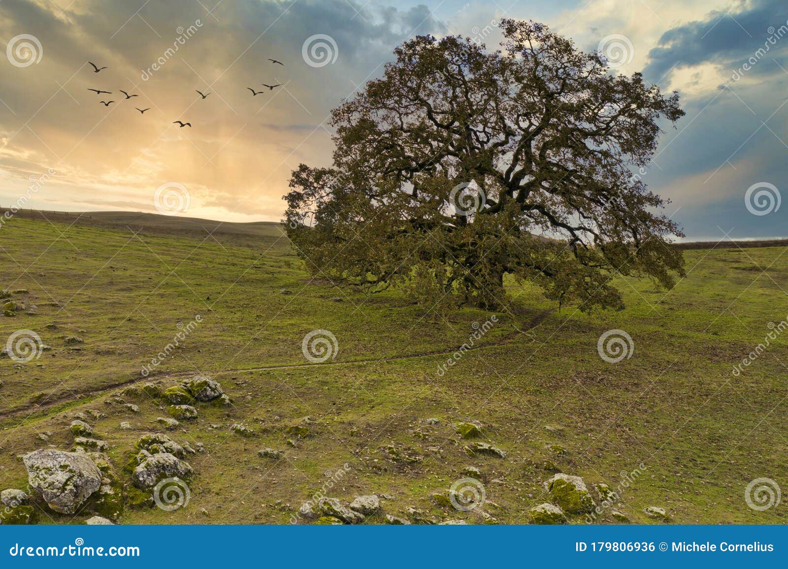 Large oak tree at sunset stock photo. Image of california - 179806936