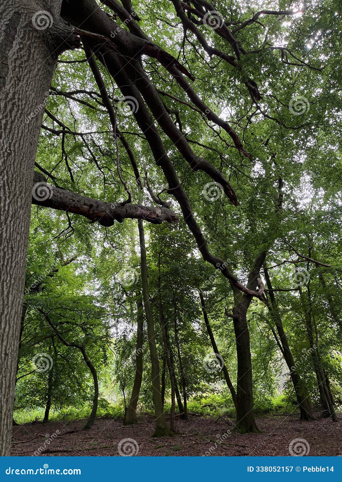 Tree Trunk Reaching into the Forest Stock Image - Image of trees, trunk ...