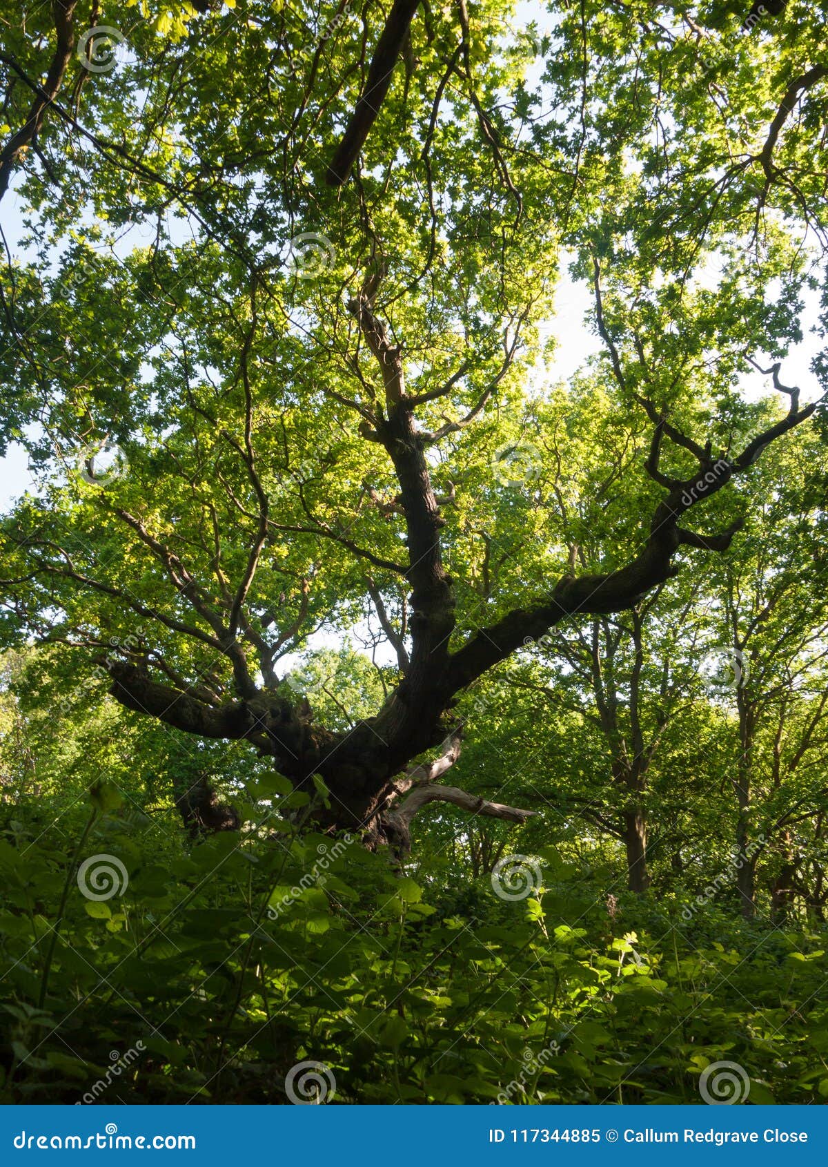 Large Oak Tree Trunk Side View Inside Forest Canopy Overheard Ba Stock ...