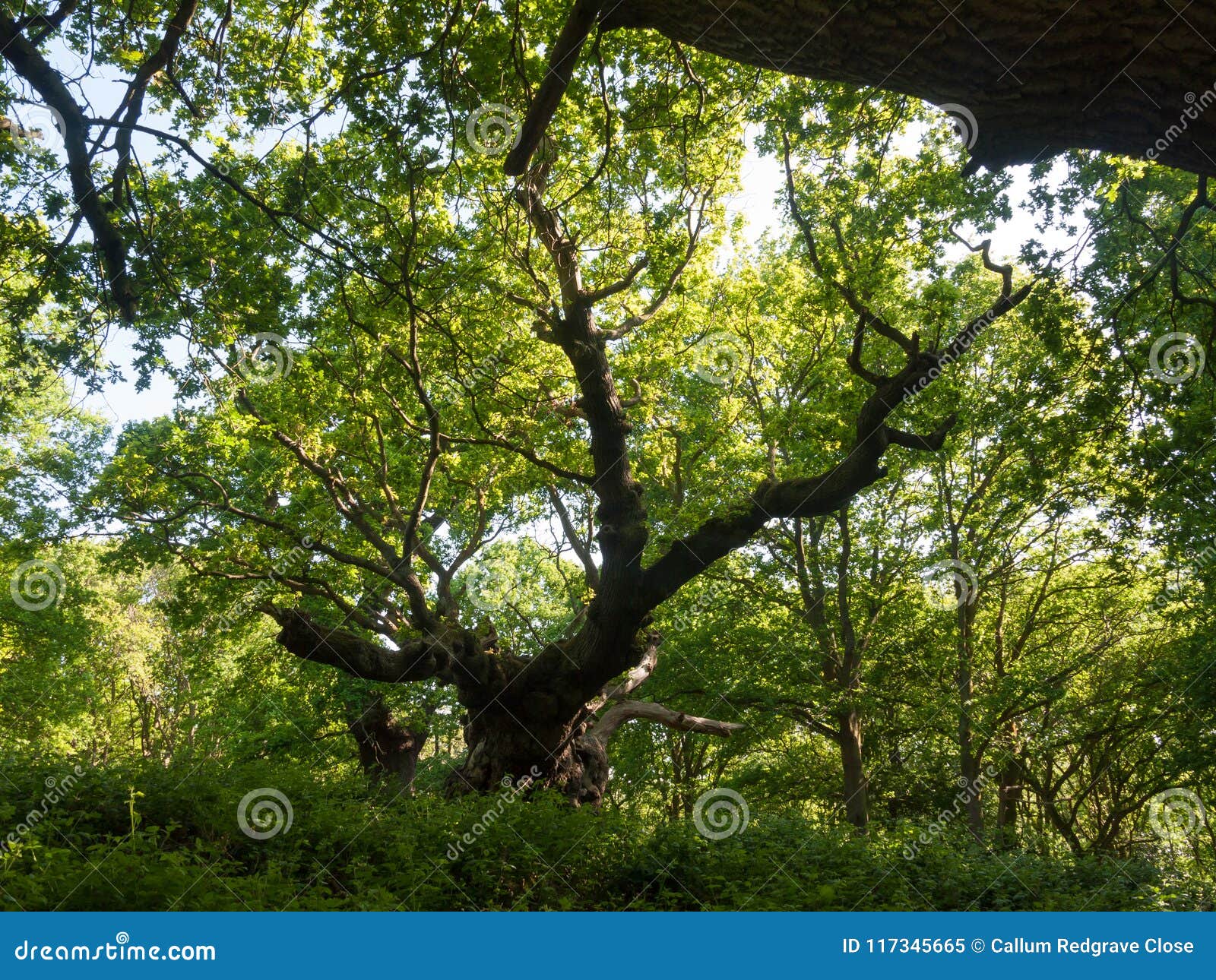 Large Oak Tree Trunk Side View Inside Forest Canopy Overheard Ba Stock ...
