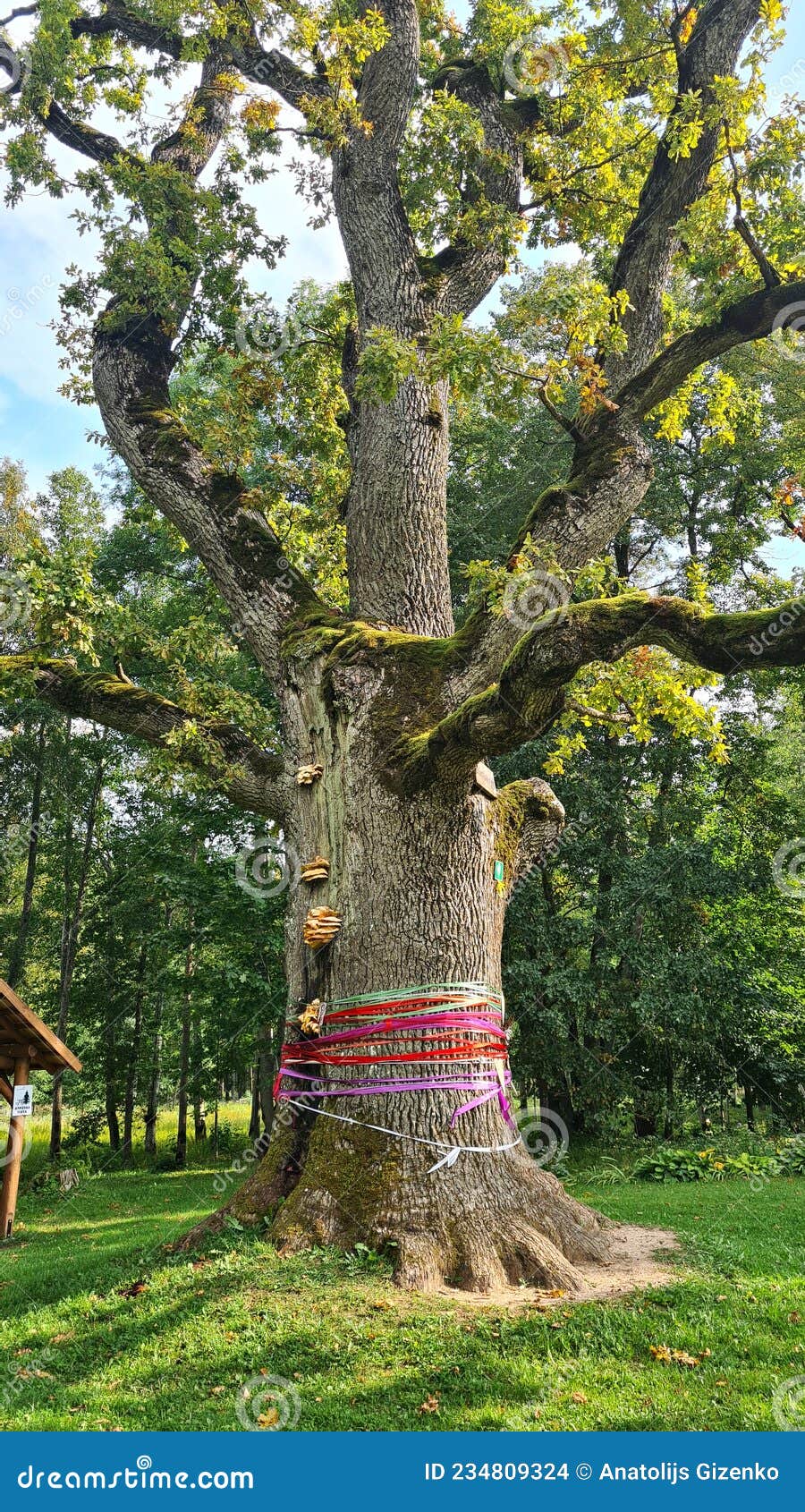 Large Oak Tree with a Very Thick Sap and Branches at the Edge of the ...