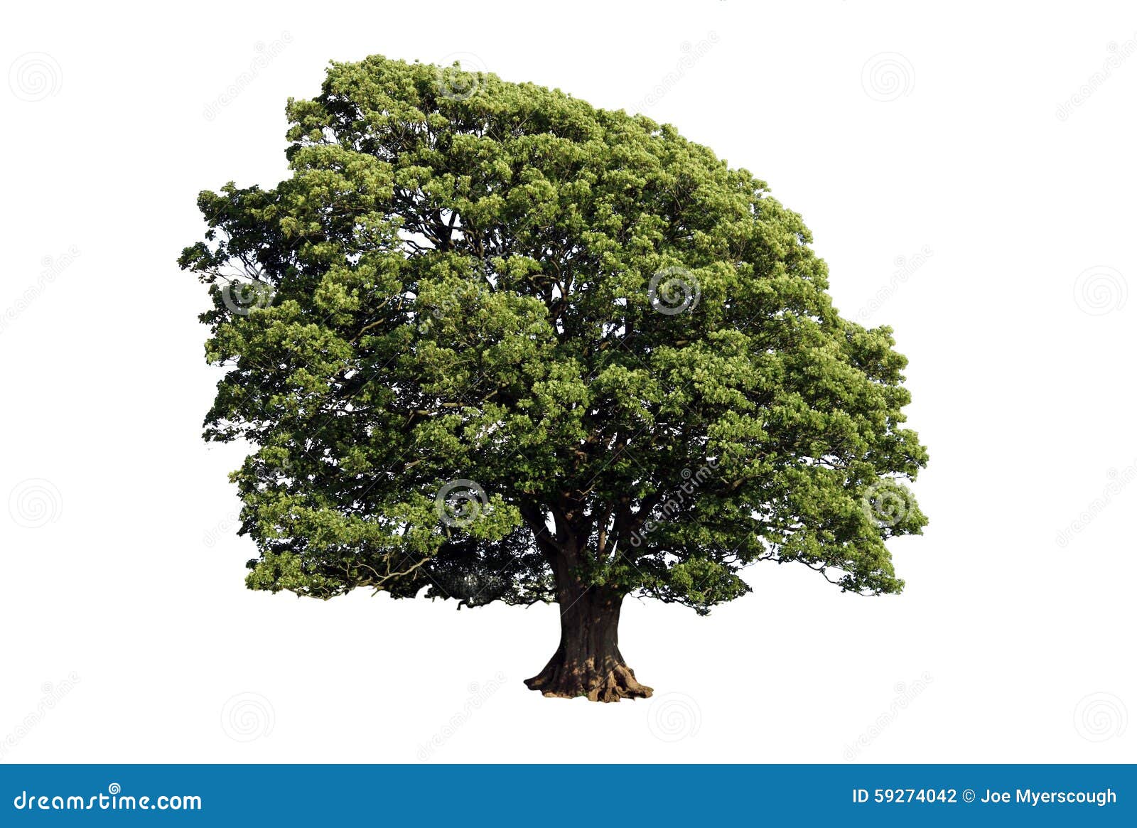 Large Oak Tree ( on White Background) Stock Photo - Image of plant ...