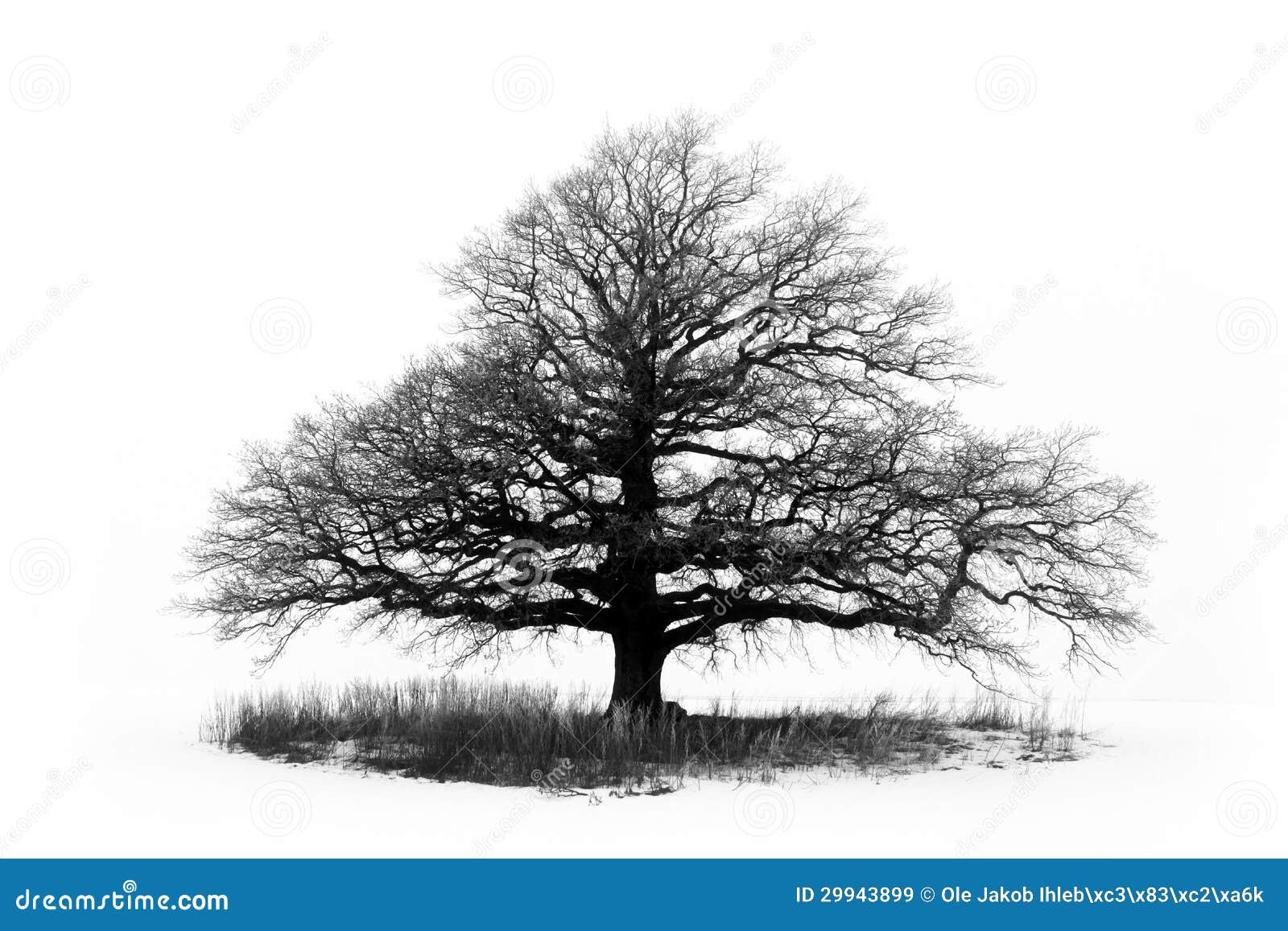 Big black tree stock image. Image of north, nature, black - 29943899