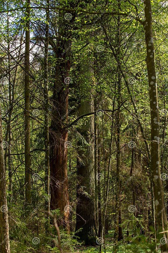 Large Oak Tree in the Wild, Forest Area Stock Image - Image of roots ...