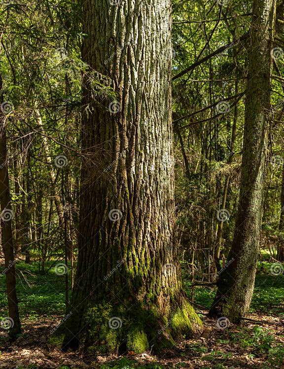 Large Oak Tree in the Wild, Forest Area Stock Image - Image of trees ...