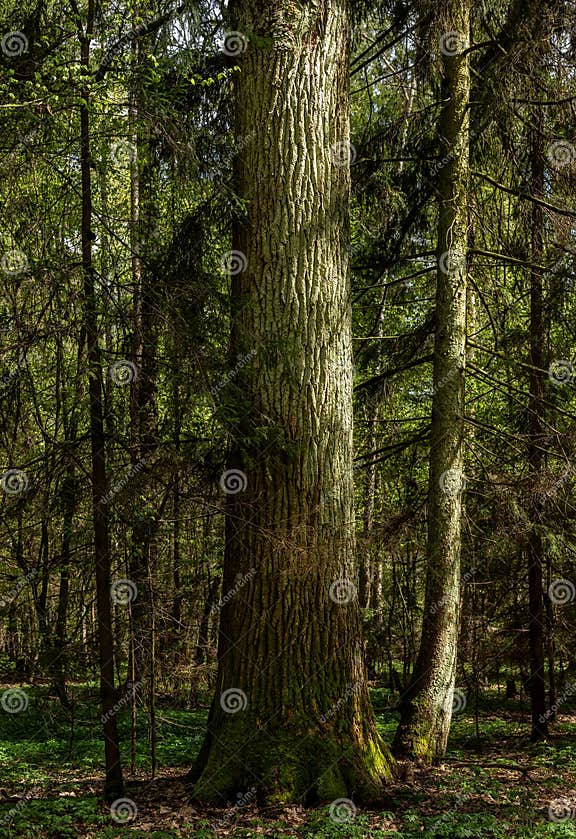 Large Oak Tree in the Wild, Forest Area Stock Image - Image of roots ...