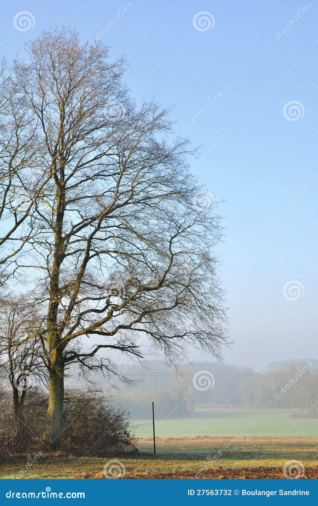 Large oak tree in winter stock photo. Image of large - 27563732
