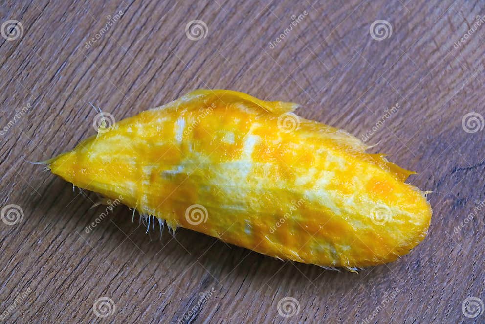 Large Oblong Mango Seed. a Healthy Fruit Stock Photo - Image of ripe ...
