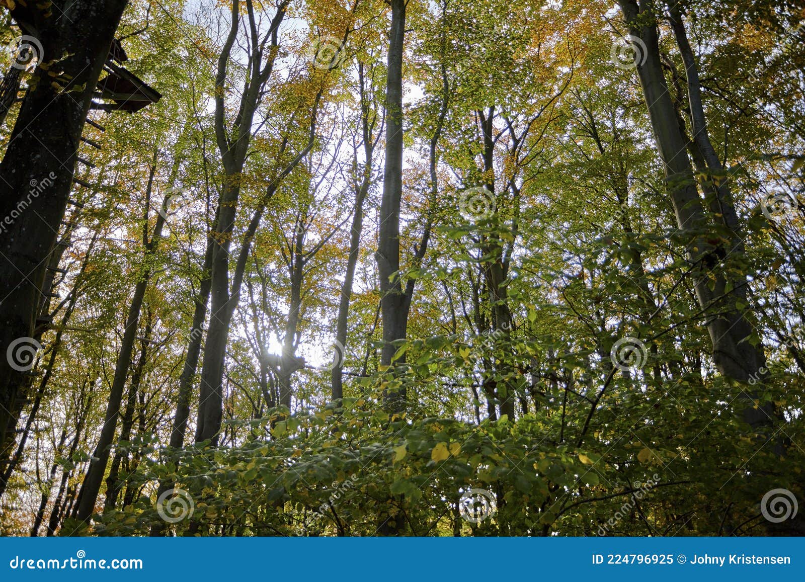 Large Obstacle Course in the Trees in a Forest Stock Image - Image of ...