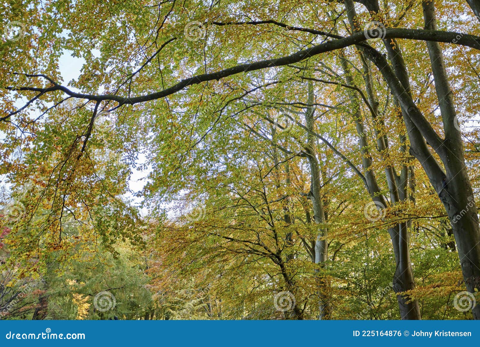 Large Obstacle Course in the Trees in a Forest Stock Photo - Image of ...