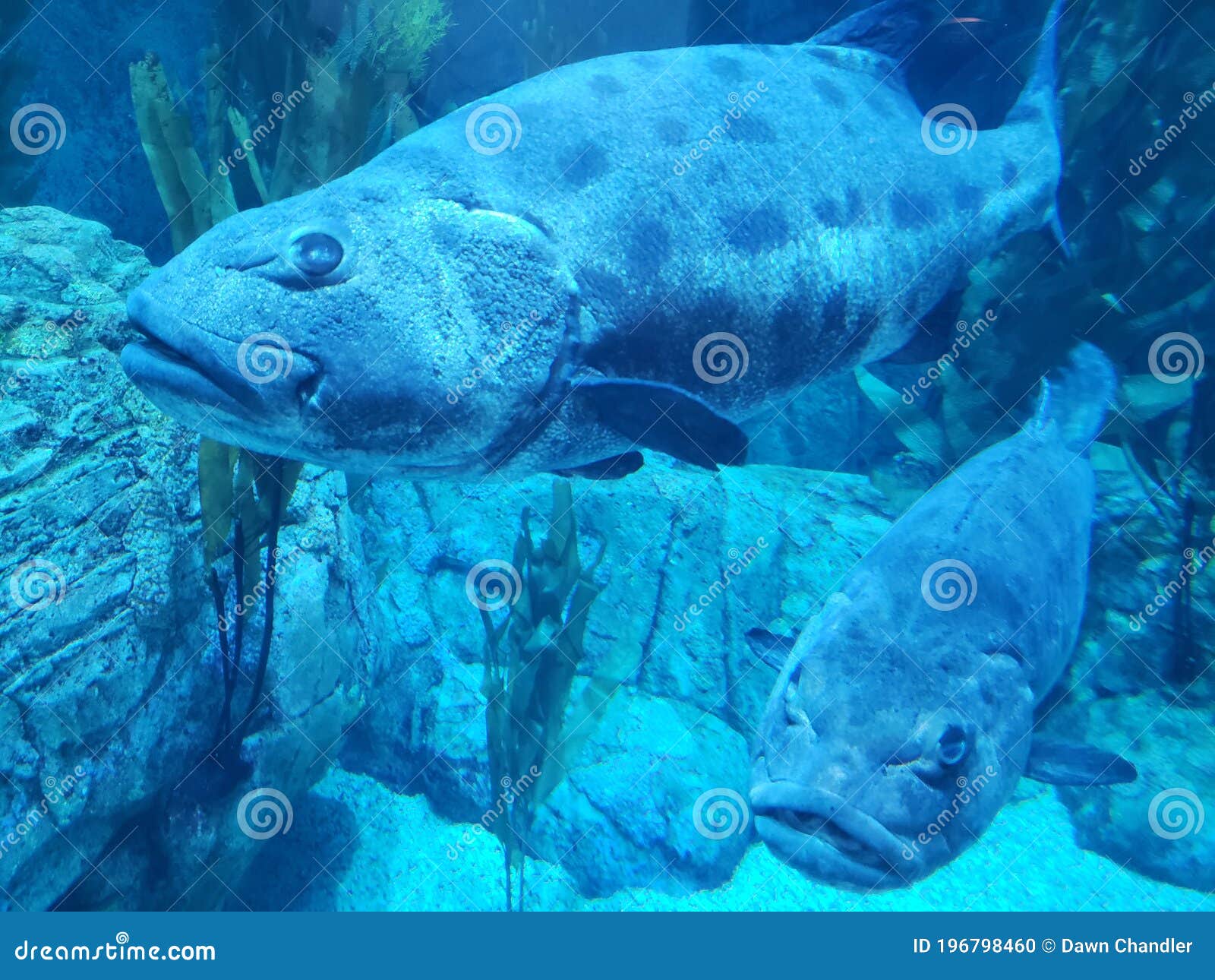 Large ocean fish seaweed stock photo. Image of large - 196798460