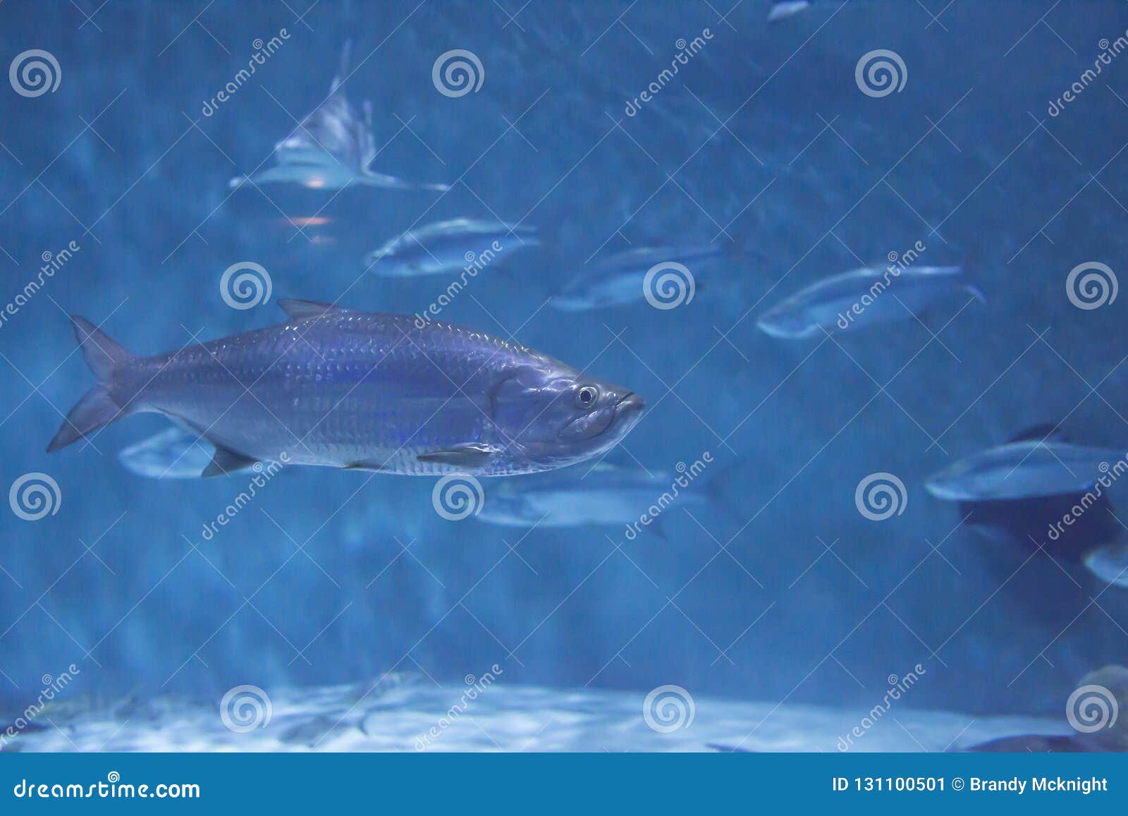 Large Ocean Fish stock image. Image of biodiversity - 131100501